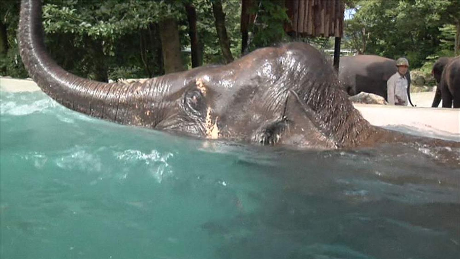 Japanese Zoo Builds Swimming Pool For Elephants | Scoop News | Sky News