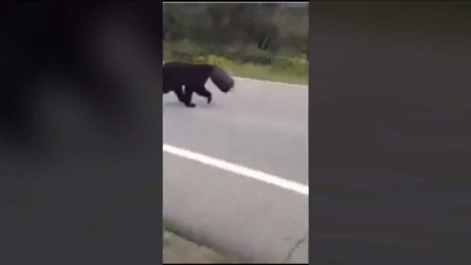 Watch: 'Bucket Bear' Is Freed By Brave Group | US News | Sky News