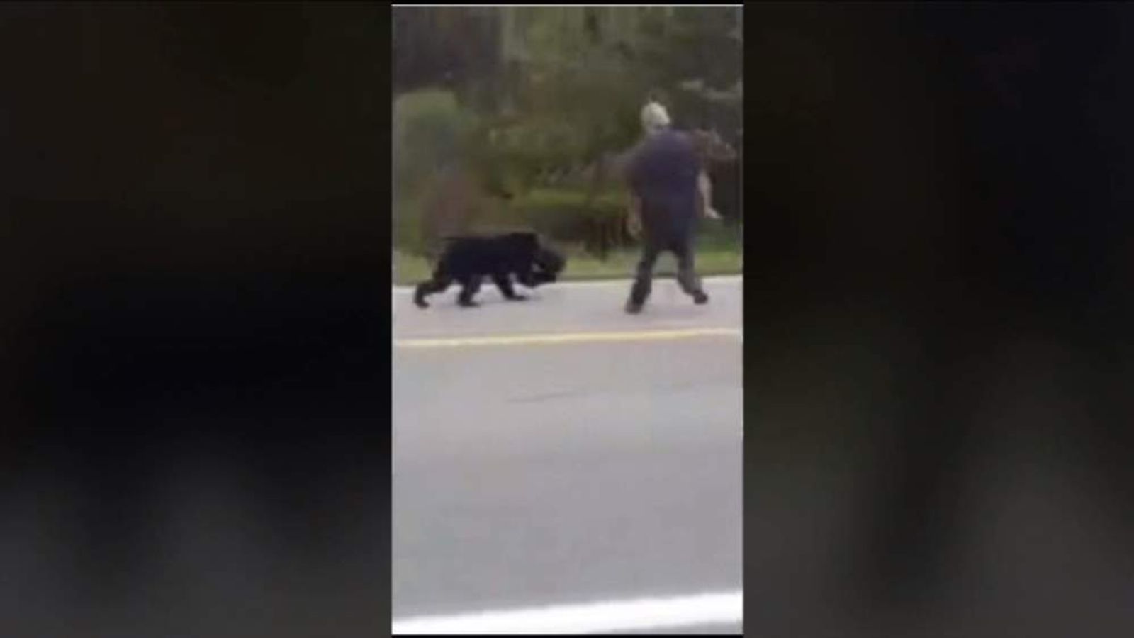 Watch: 'Bucket Bear' Is Freed By Brave Group | US News | Sky News