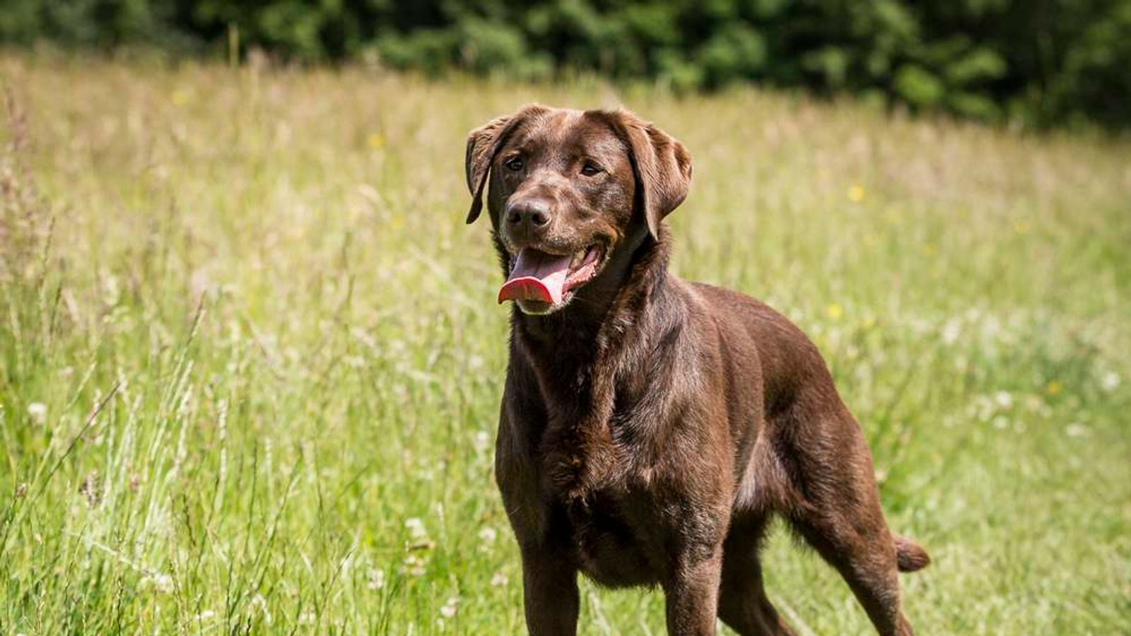 Dog Called Trigger Shoots Owner In The Foot | US News | Sky News
