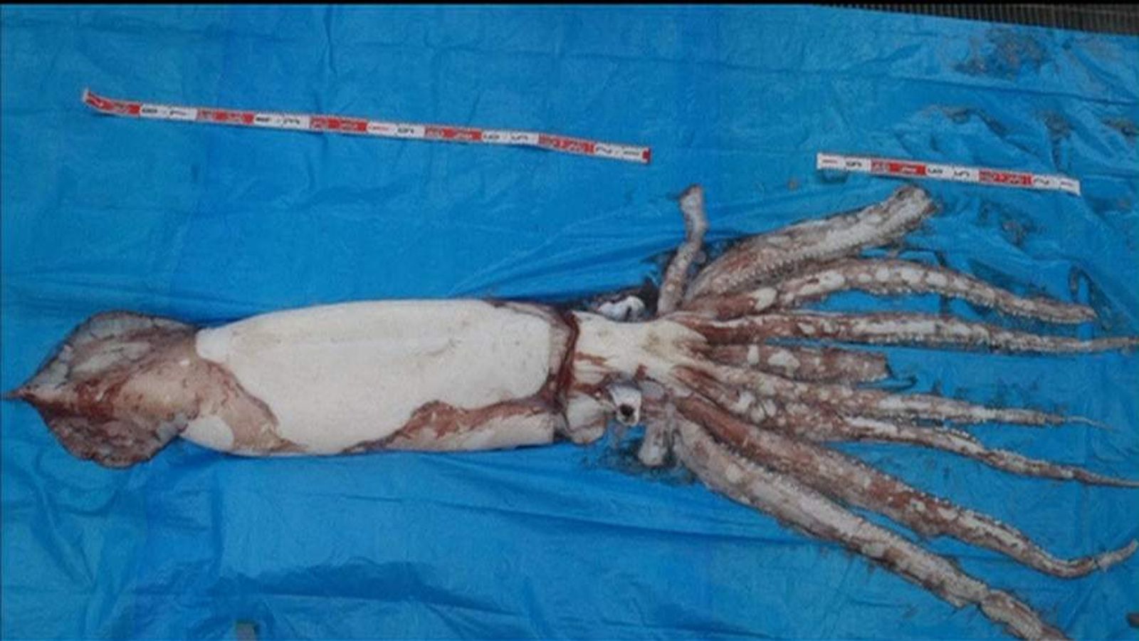 Giant Squid Caught By Japanese Fishermen | Scoop News | Sky News