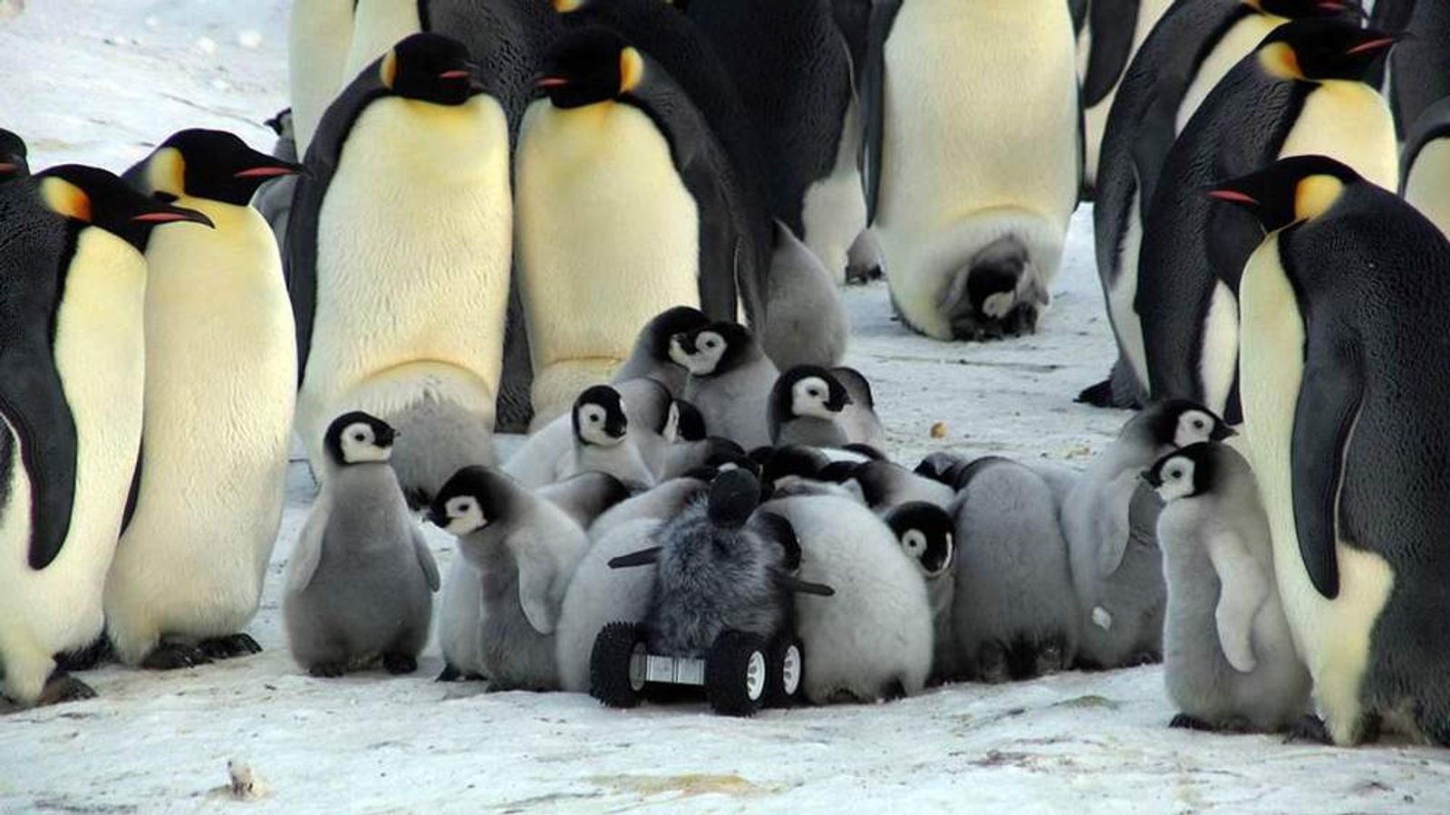 Robot Chick Makes Friends With Emperor Penguins | Science, Climate ...