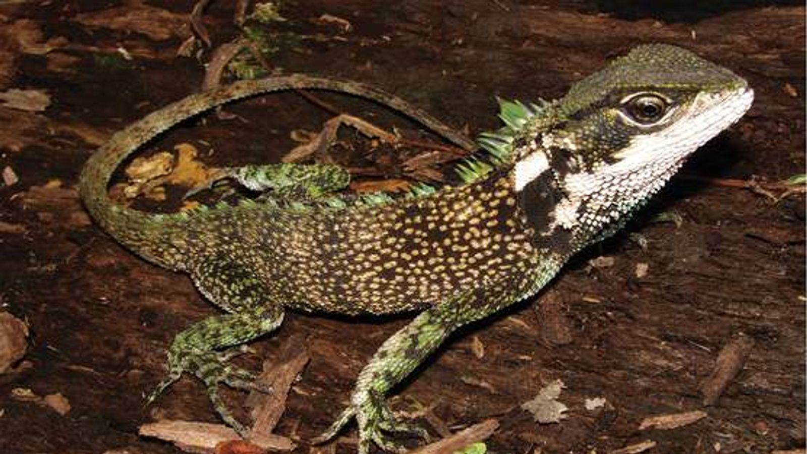 'Midget Dragons' Found In South American Jungle | World News | Sky News