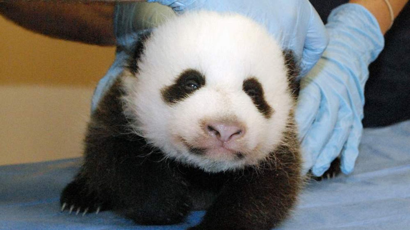 Panda Gets Name 100 Days After It Was Born | US News | Sky News