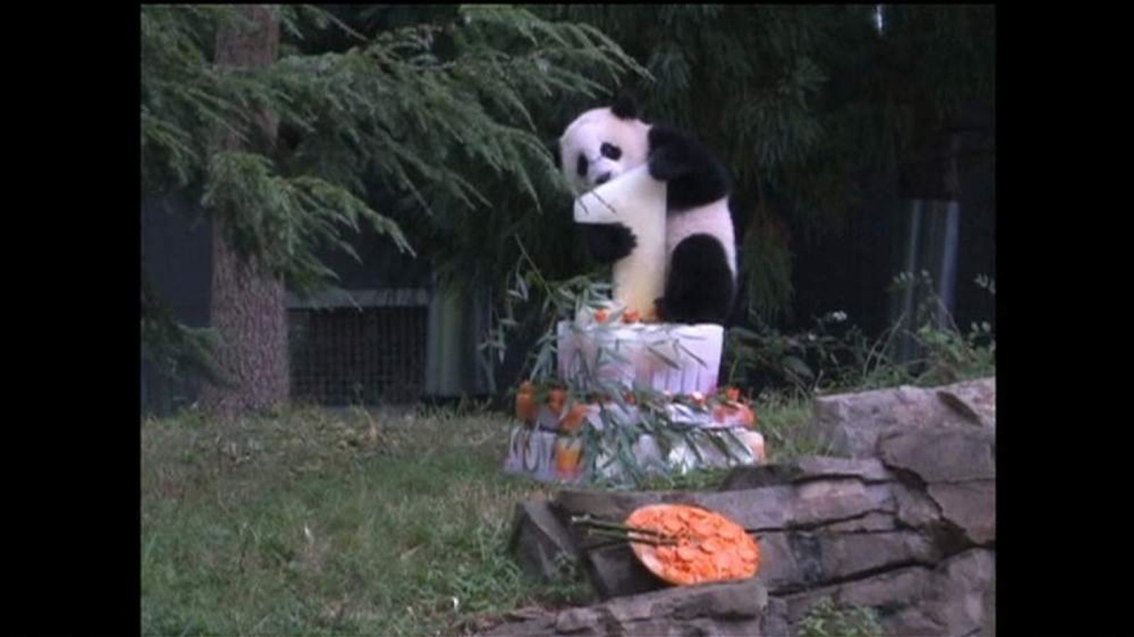 Ice Cream Cake For Panda's First Birthday | Scoop News | Sky News