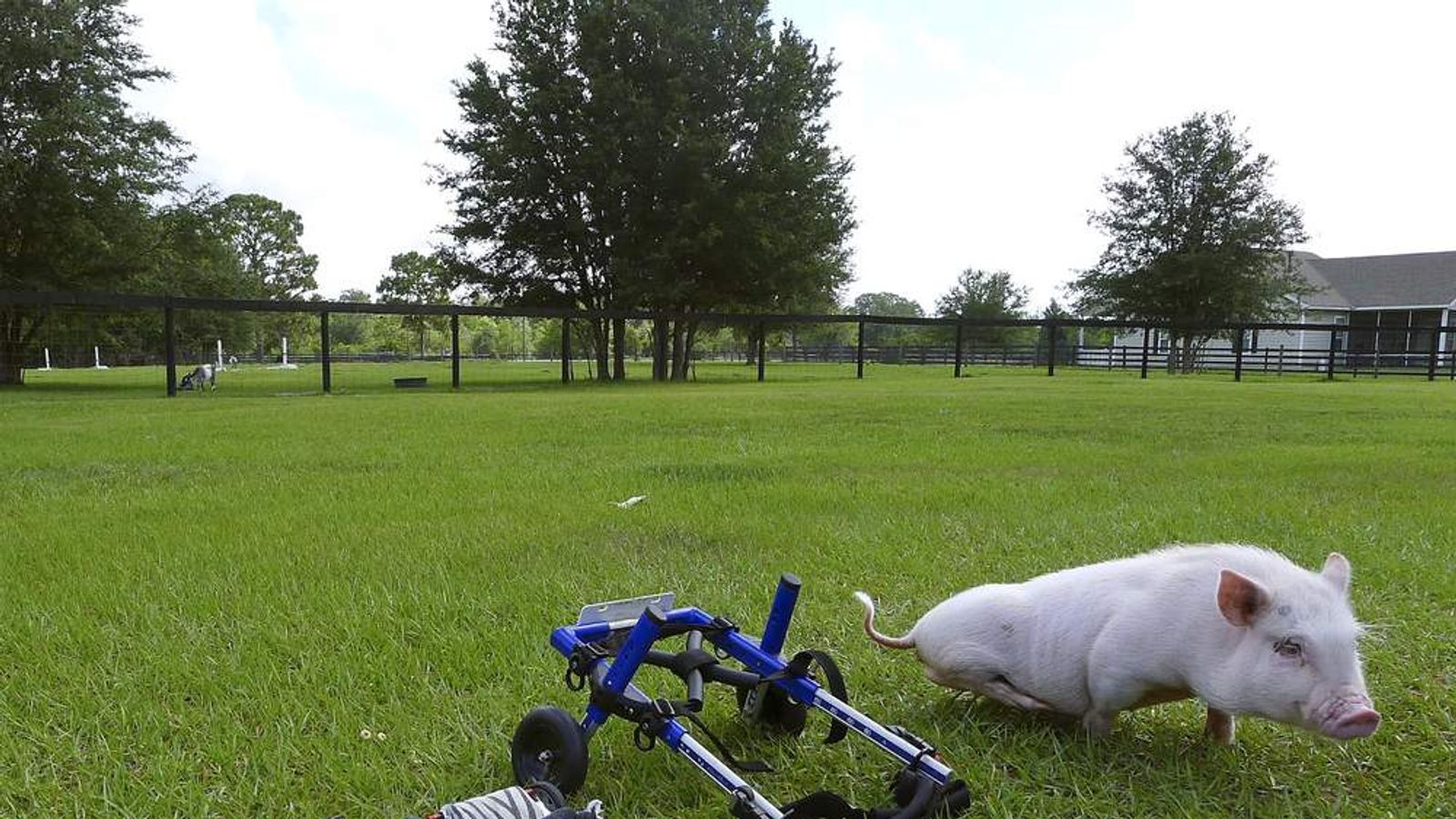 Pig In Wheelchair: Book Deal For Chris P Bacon | US News | Sky News