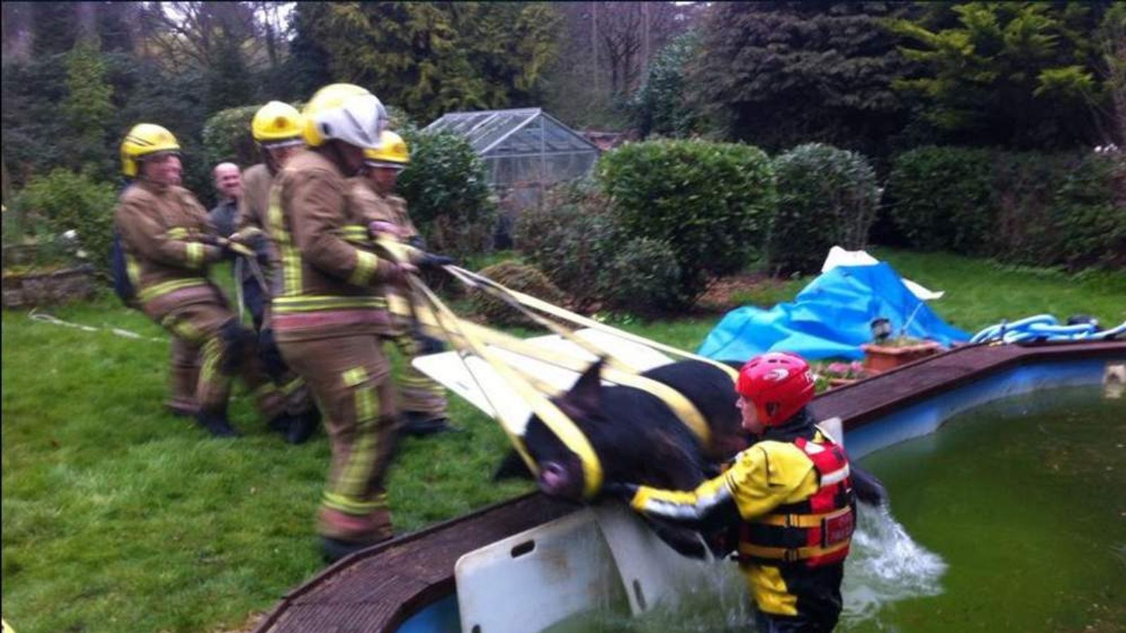 Firefighters Save Pig's Bacon After Pool Plunge | UK News | Sky News
