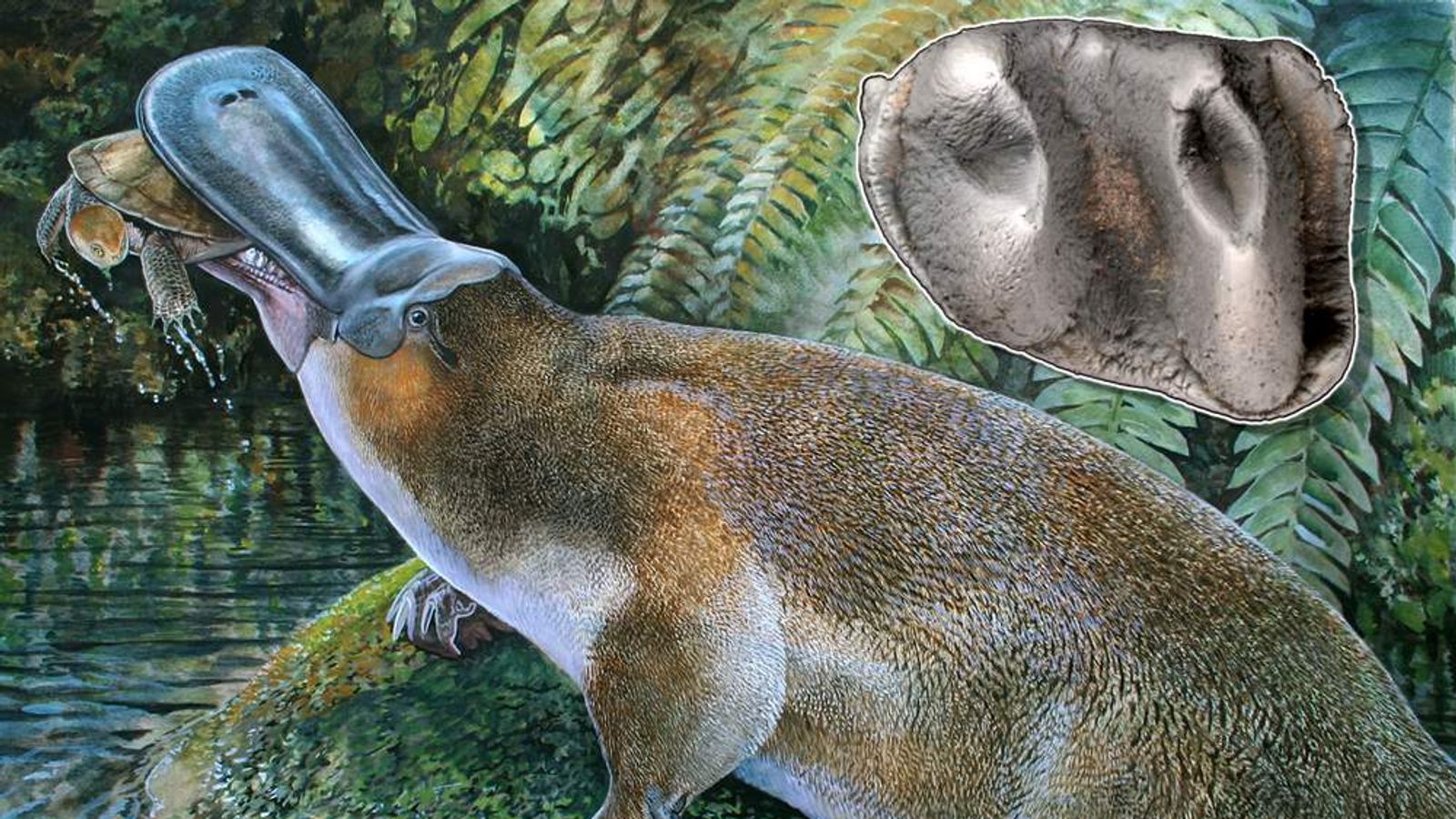 'Platypus Godzilla' Fossil Found In Australia | World News | Sky News