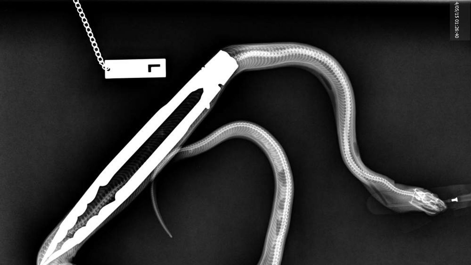 Peckish Python Swallows Barbecue Tongs | World News | Sky News