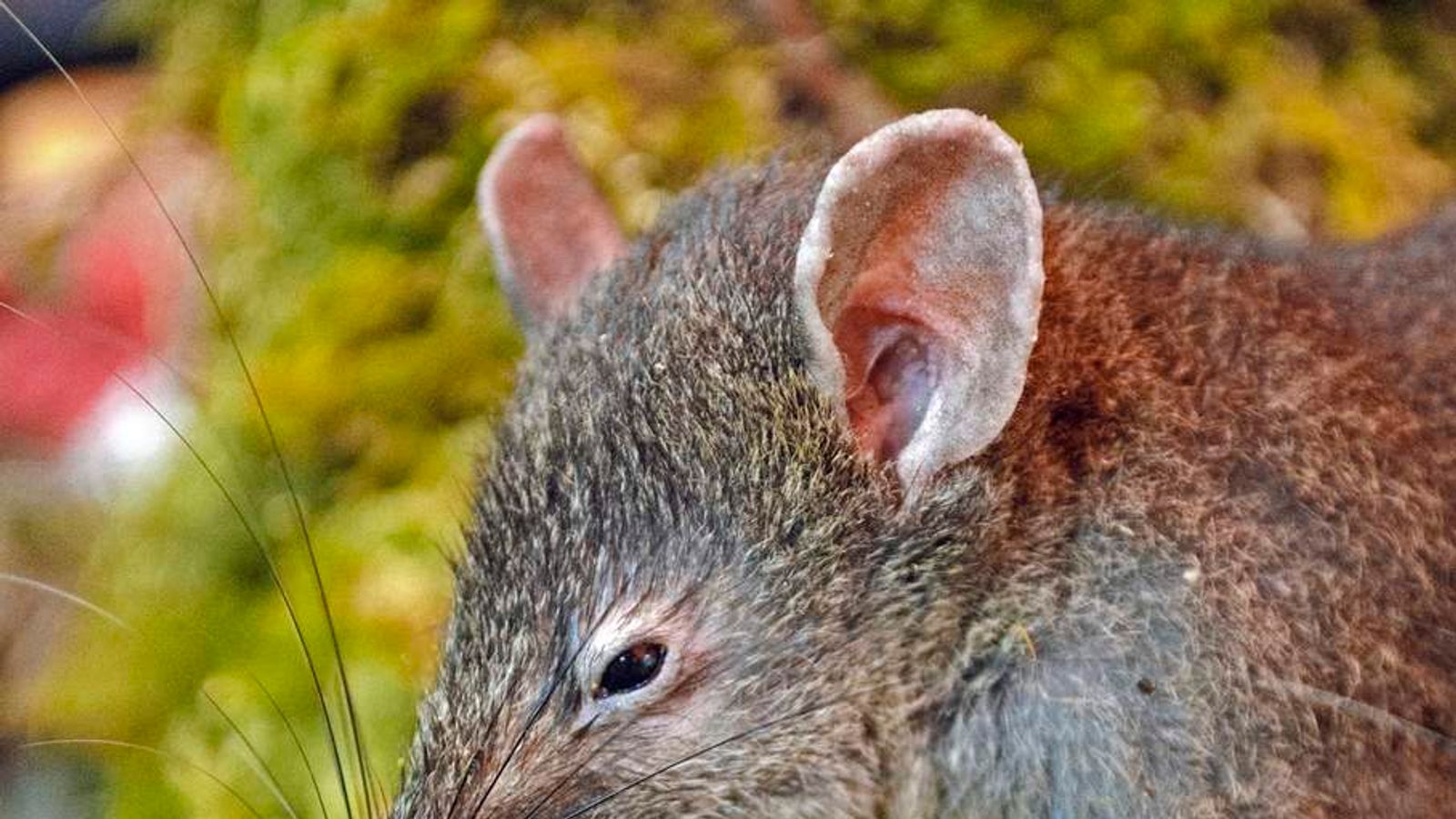 New Rat Species With 'Fangs' Found In Forest | Scoop News | Sky News