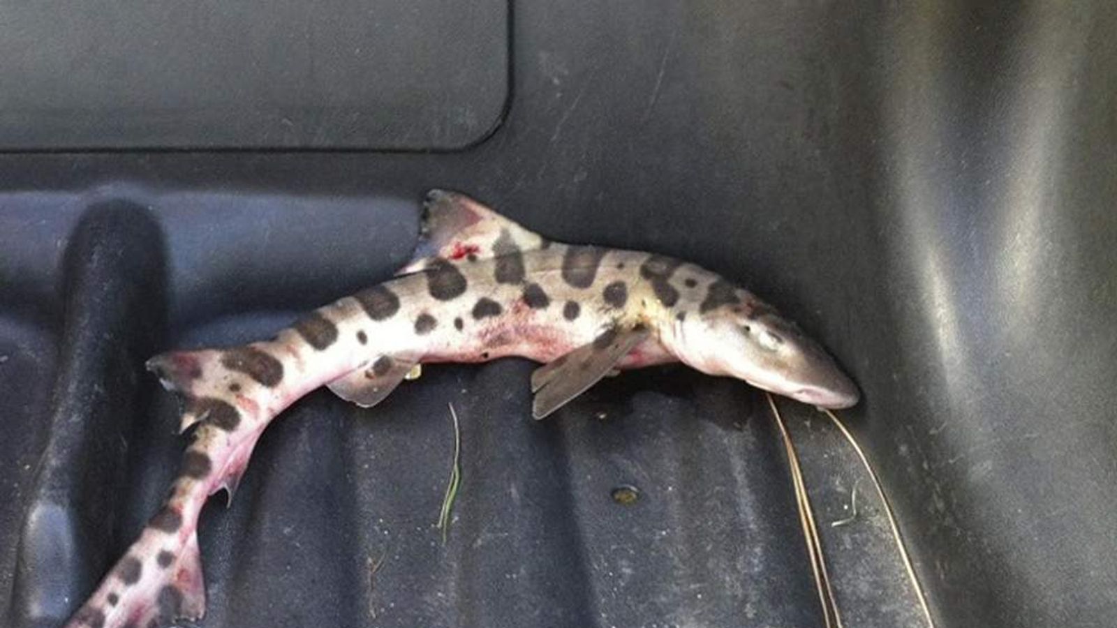 Shark Falls From Sky Onto Golf Course | Scoop News | Sky News