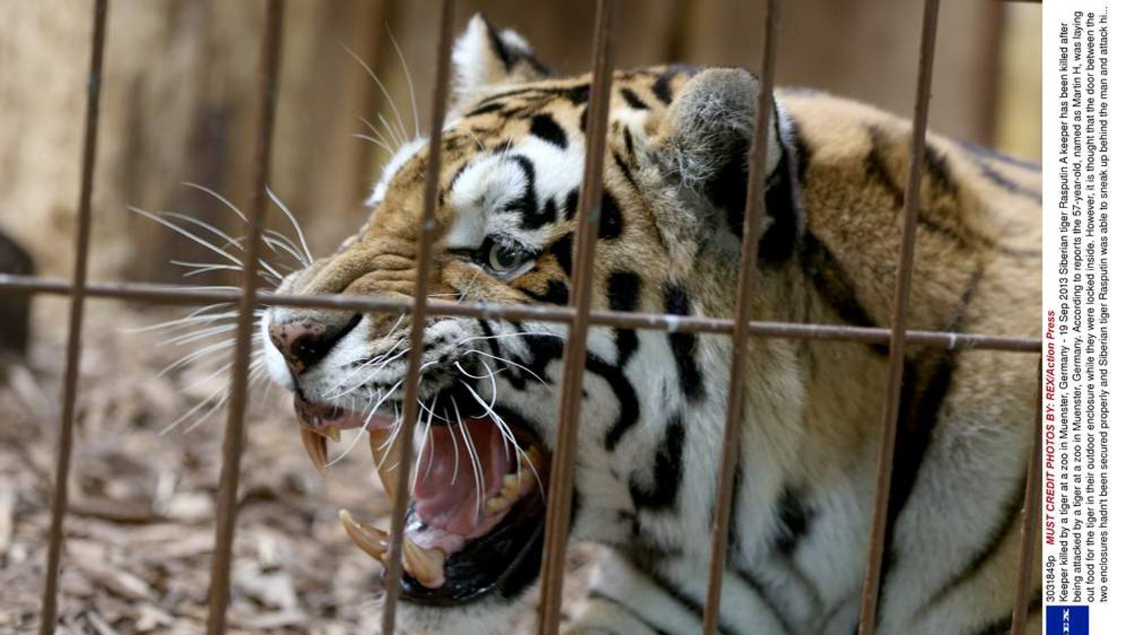 Tiger Keeper Killed By Bite To The Neck | World News | Sky News