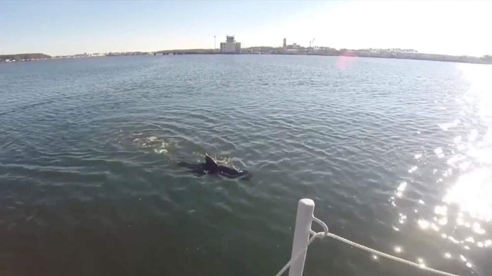 Robotic Fish - Dubbed Silent Nemo - Tested By US Navy | Scoop News ...