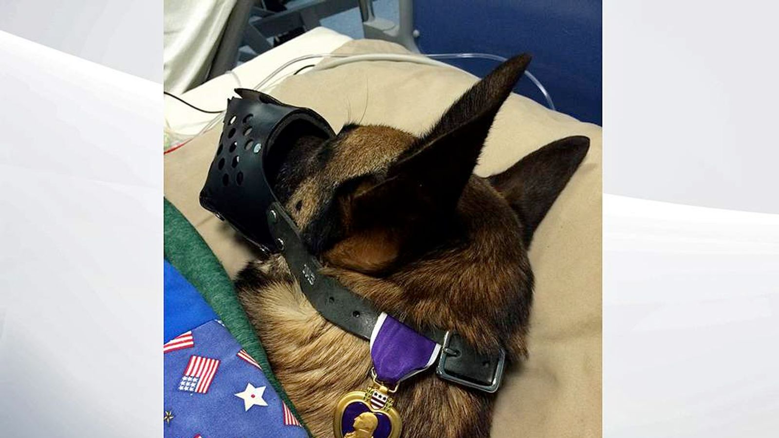 Military Dog And Partner Recover After Bomb Blast | US News | Sky News