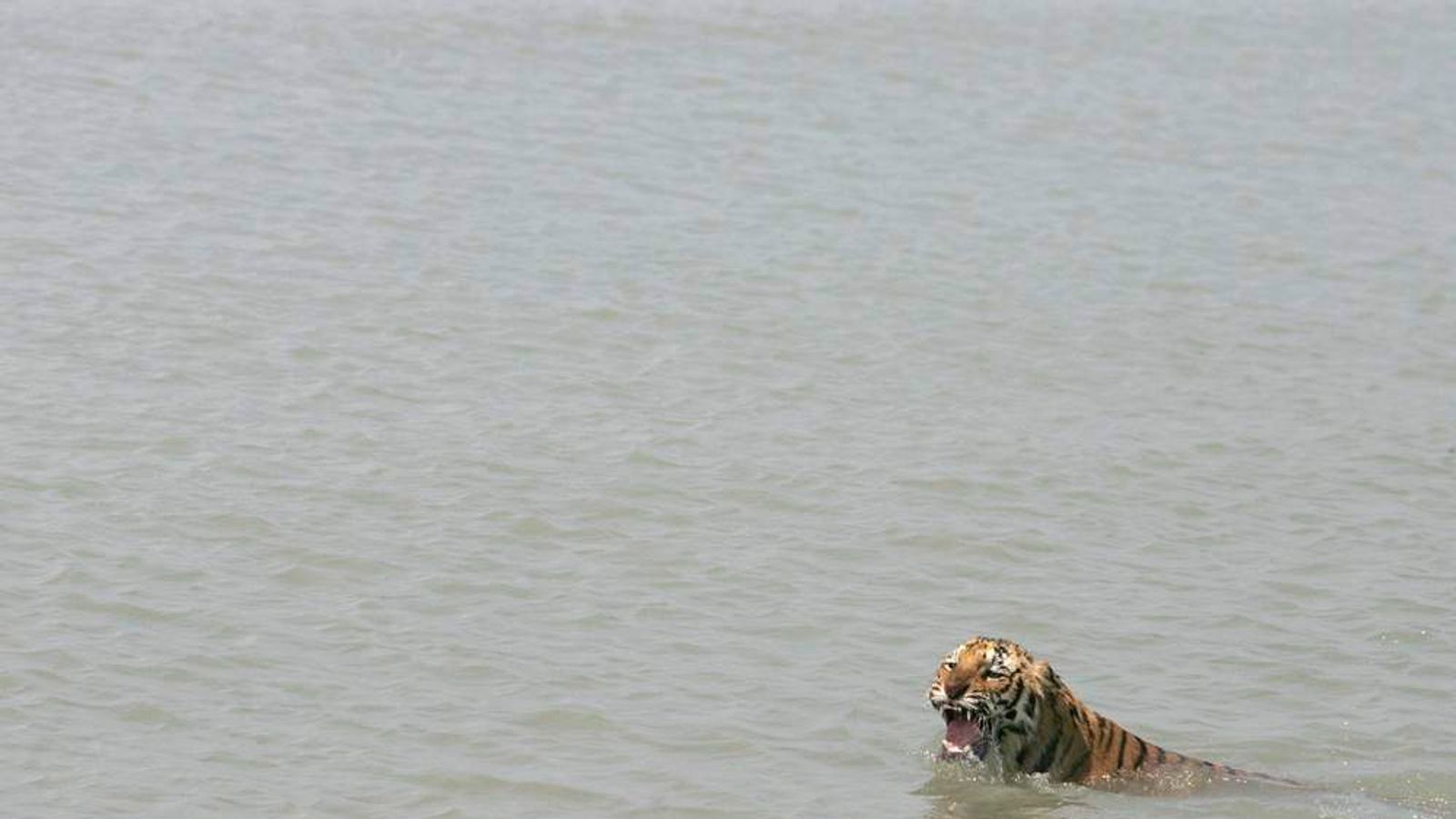 Tiger Drags Man Off Boat In Front Of Children | World News | Sky News