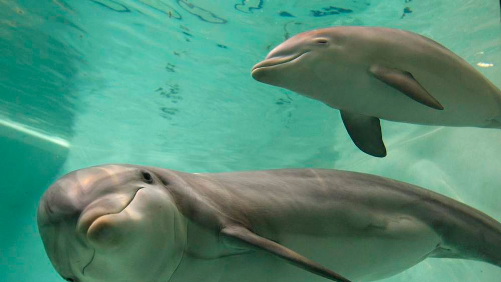 Dolphins: US Morbillivirus Outbreak Kills 333 | UK News | Sky News