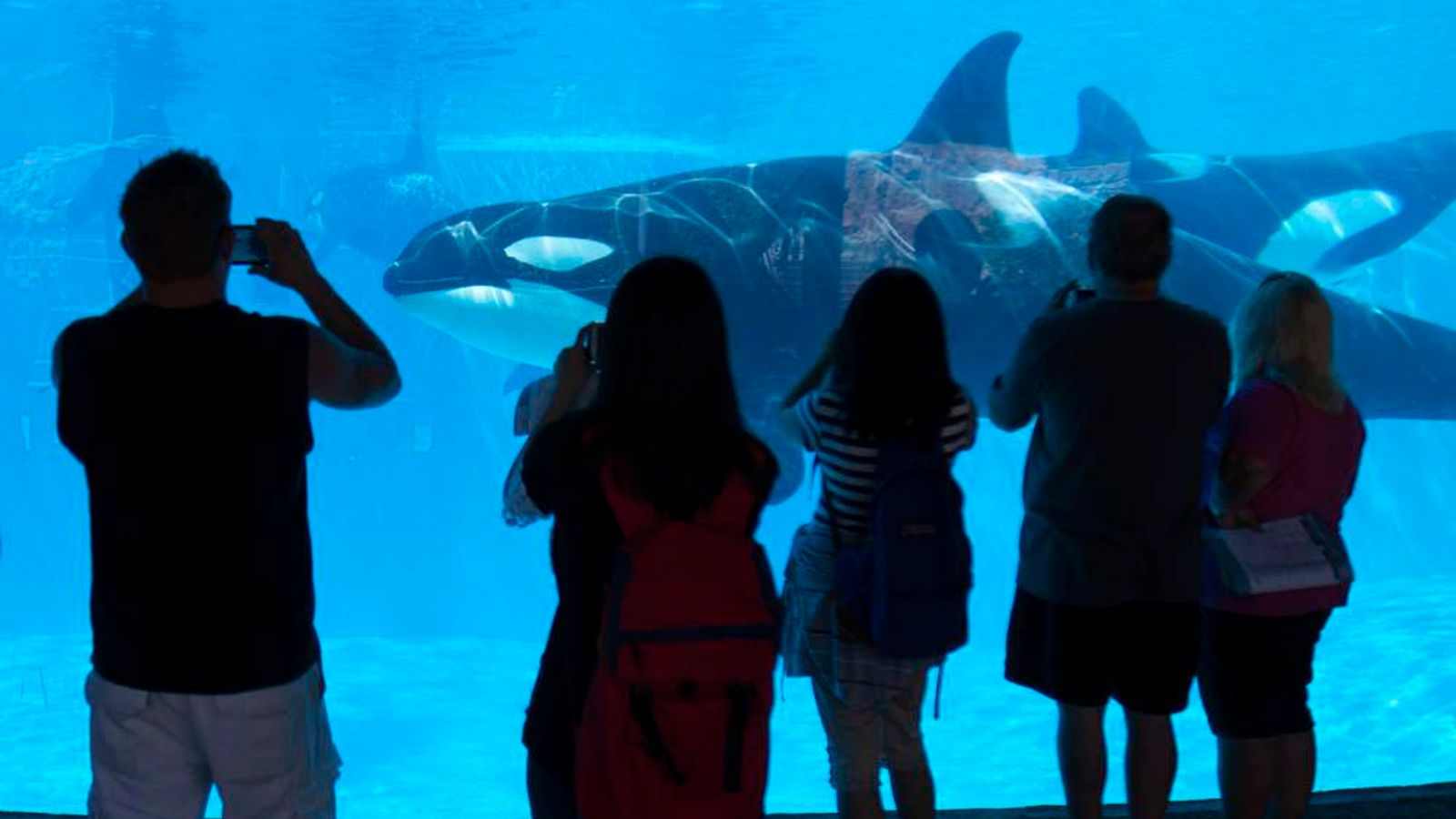 SeaWorld Sues Over Ban On Breeding Orcas | US News | Sky News