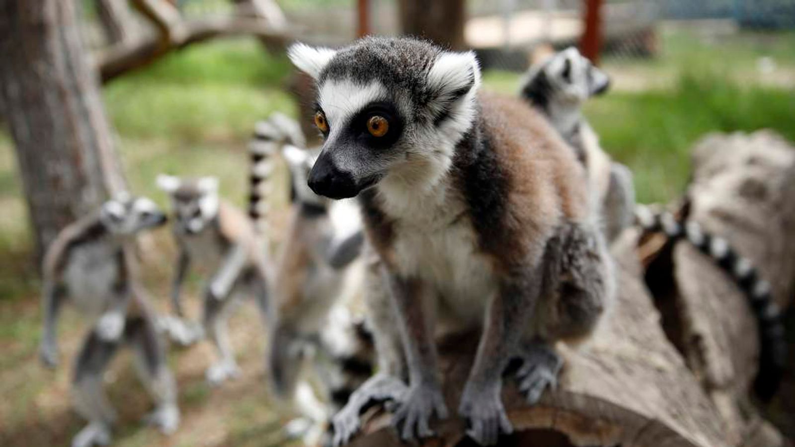 Lack Of Rules 'Putting Pet Primates At Risk' | Politics News | Sky News