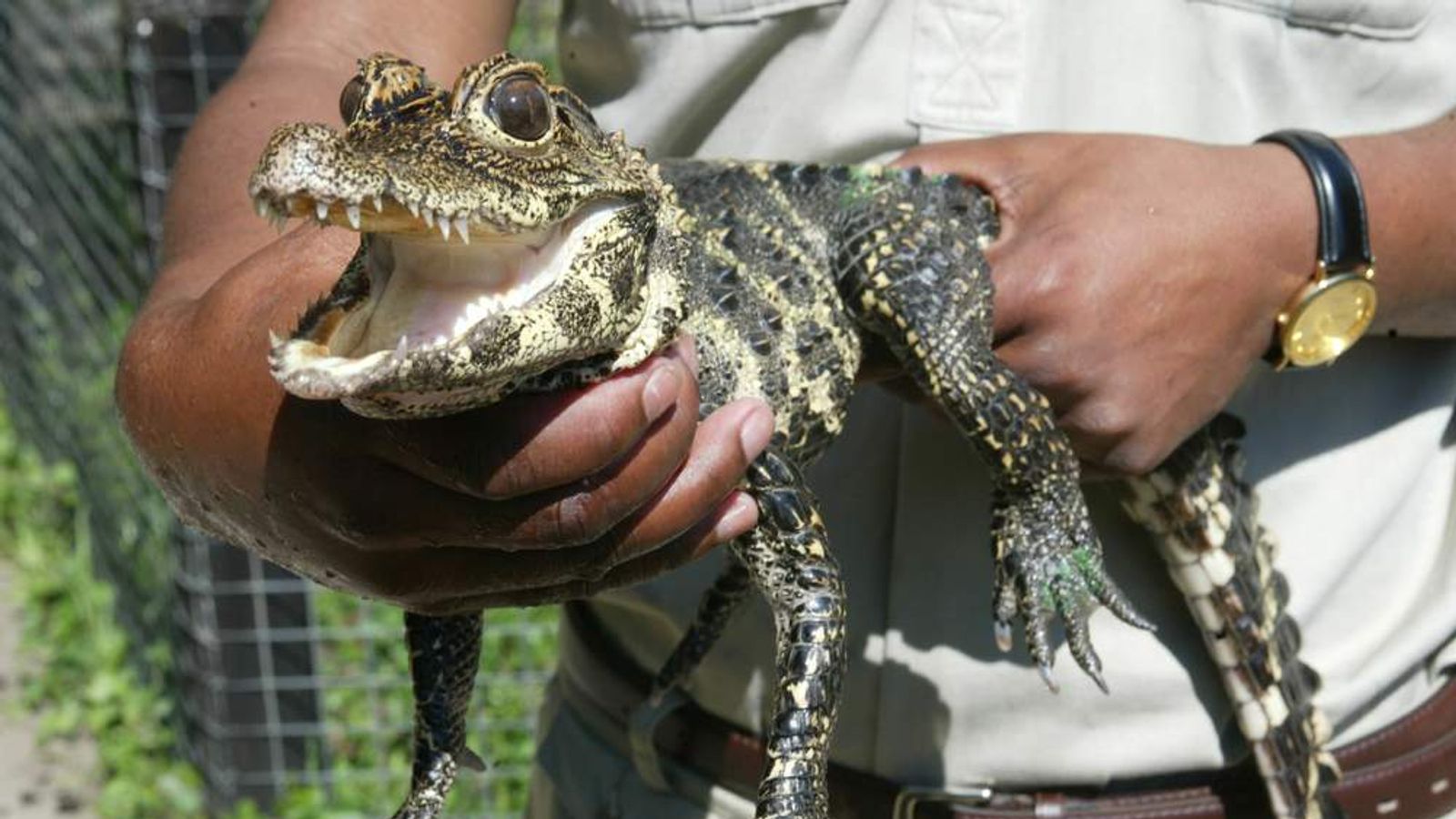 Cane Toads 'Wiping Out' Dwarf Crocodiles In Oz | World News | Sky News
