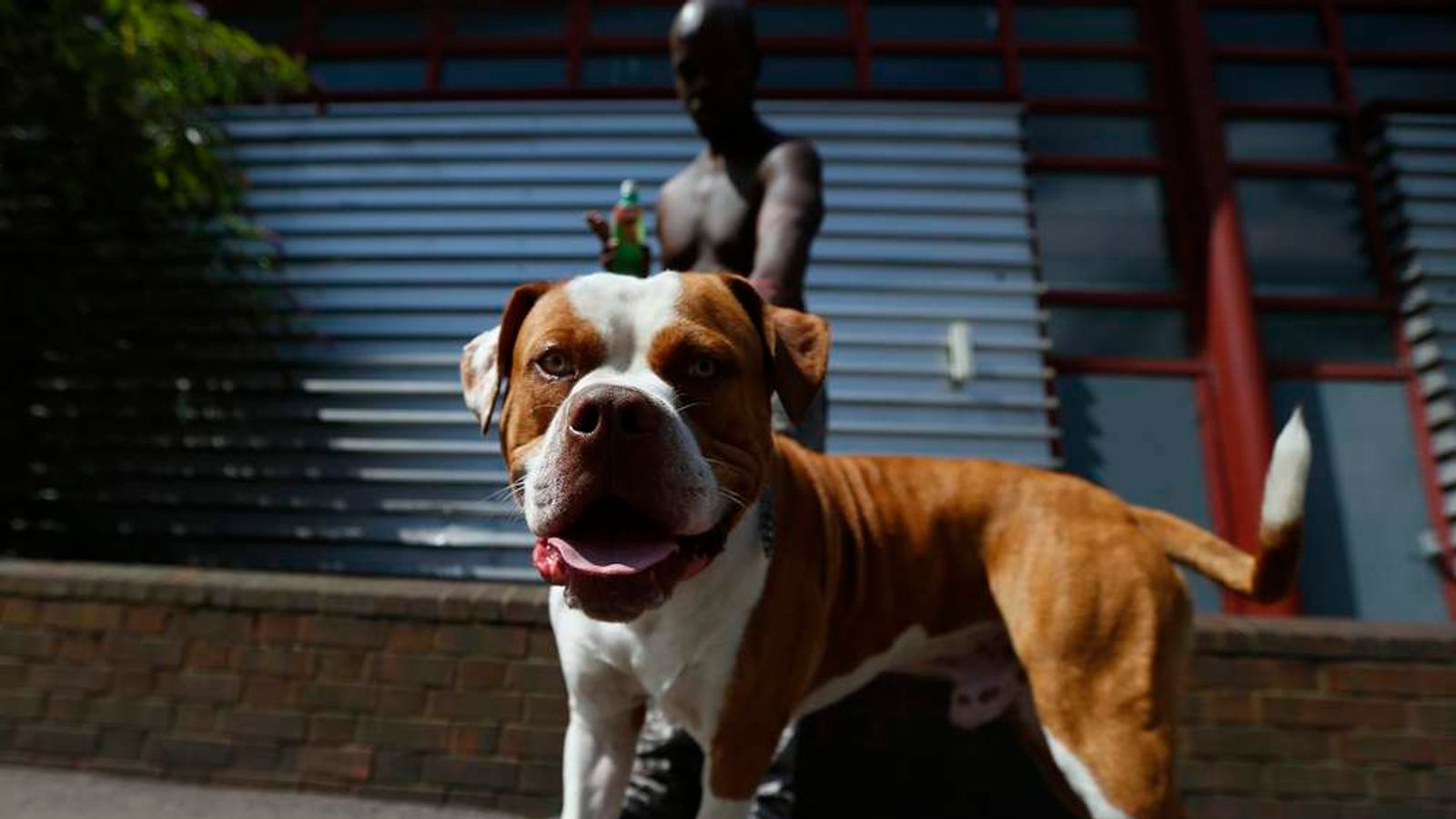 Owners Of Killer Dogs May Face Life In Prison | UK News | Sky News