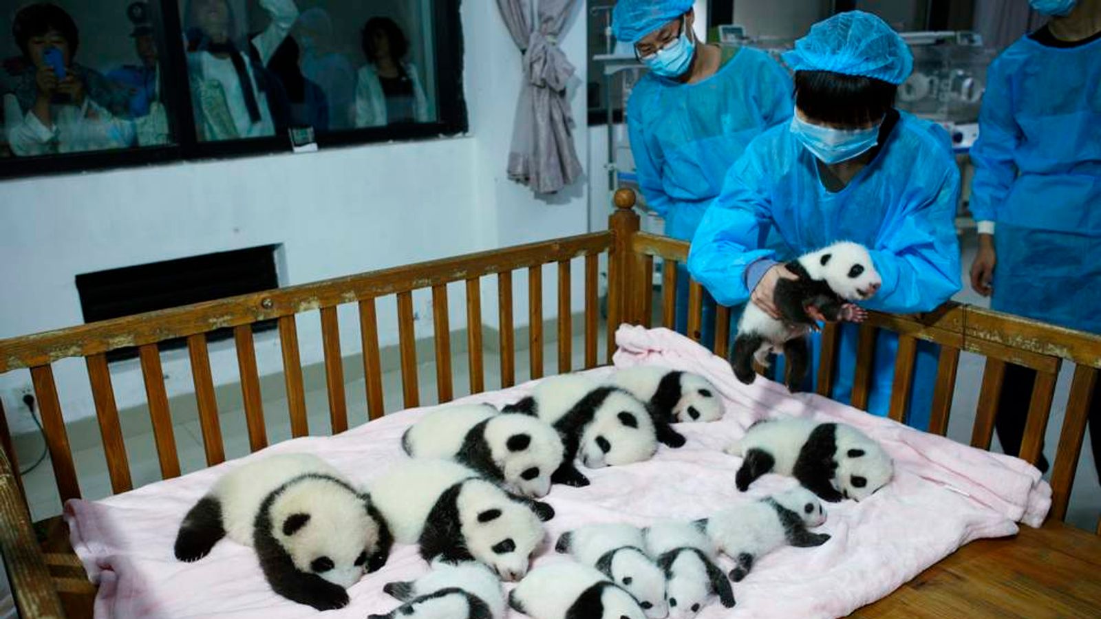 Baby Pandas: First Photgraphs Released | World News | Sky News