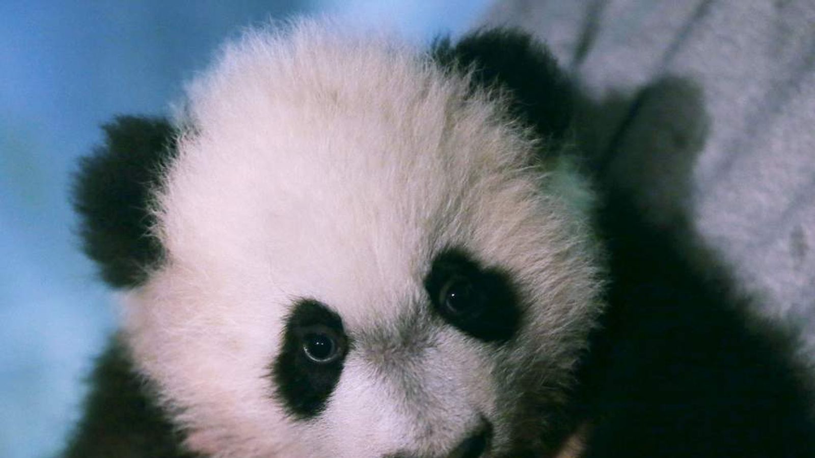 Sleepy Cub Feted Like Rock Star At Washington Zoo | Scoop News | Sky News