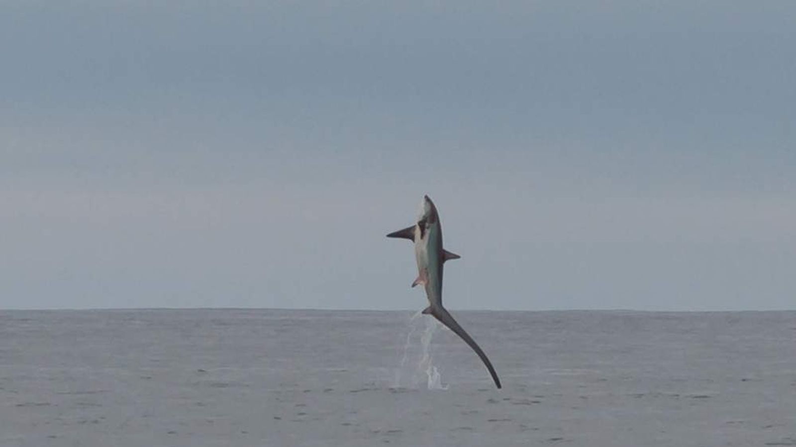 Show-Off! Thresher Shark's Welsh Acrobatics | Scoop News | Sky News