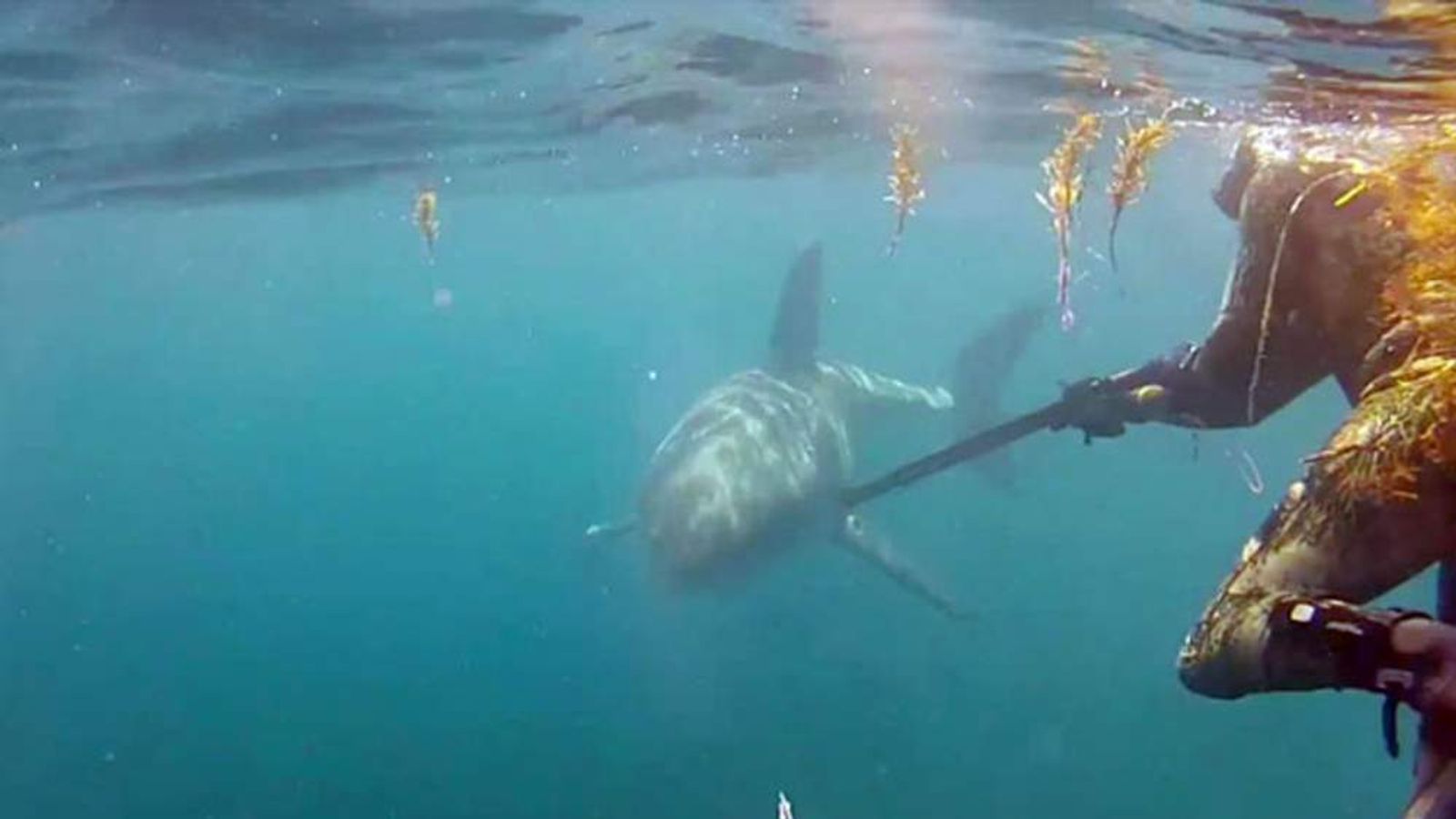 Great White Fight: Fishermen Fend Off Shark | Scoop News | Sky News