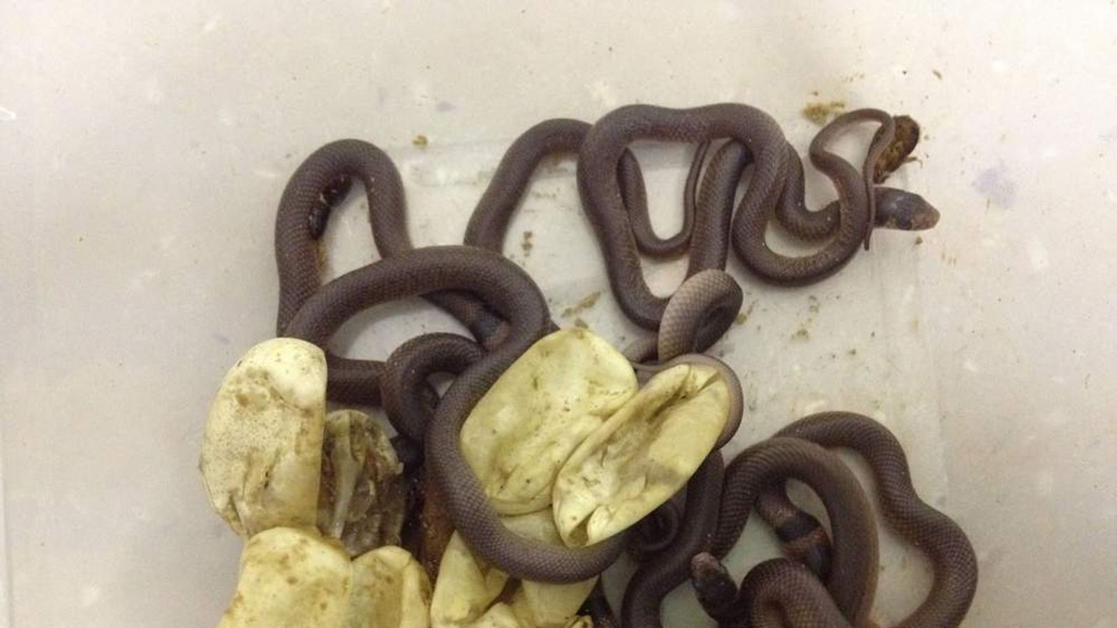 Deadly Snakes Hatch In Oz Toddler's Wardrobe | Scoop News | Sky News