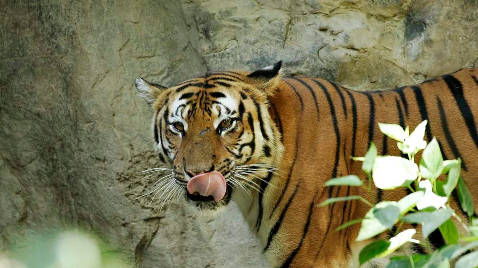 China: Rare Tiger Mauls Keeper To Death | World News | Sky News