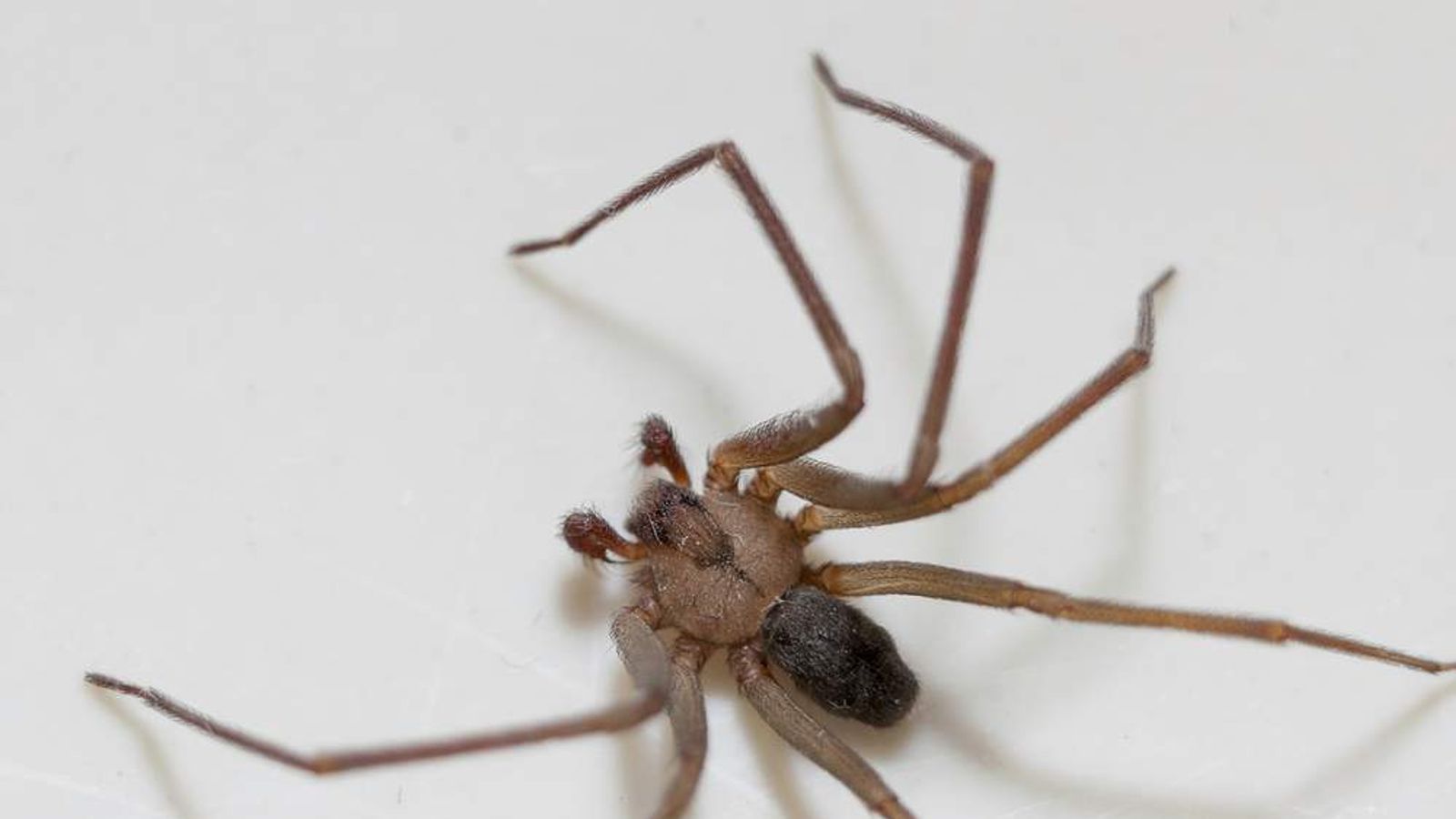 Man's Noisy Spider Battle Sparks Police Calls | World News | Sky News