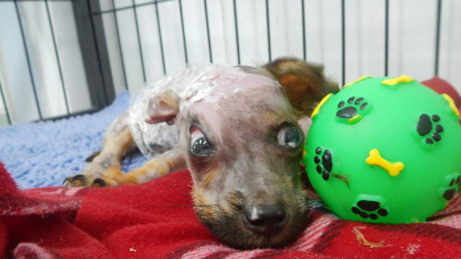 Puppy Rescued After Boiling Water Attack | World News | Sky News