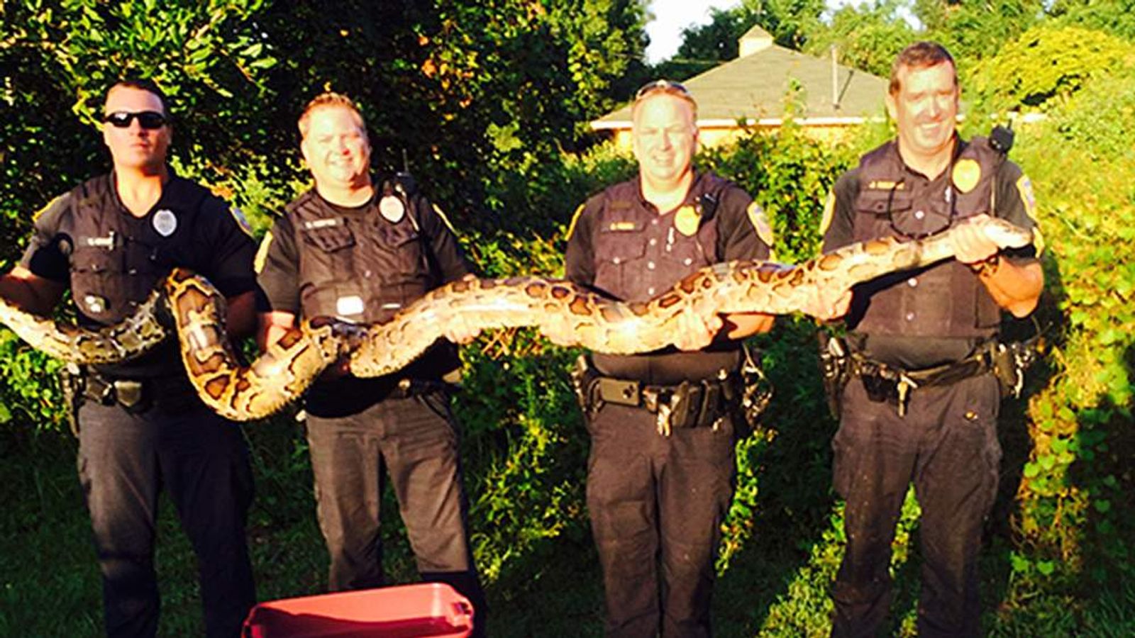 12ft-Long Cat-Killing Python Caught By Police | US News | Sky News