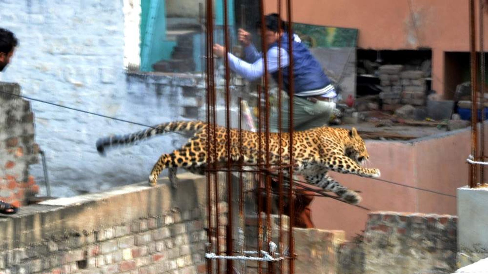 Leopard On The Loose: Six Hurt In India | World News | Sky News