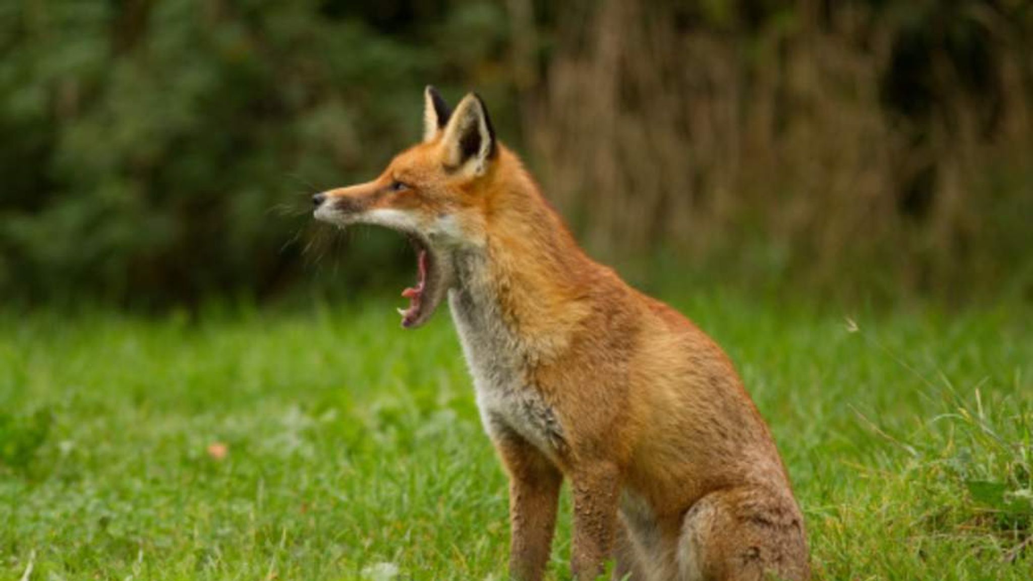Fox Hunts Ride Out For Boxing Day Meets | UK News | Sky News