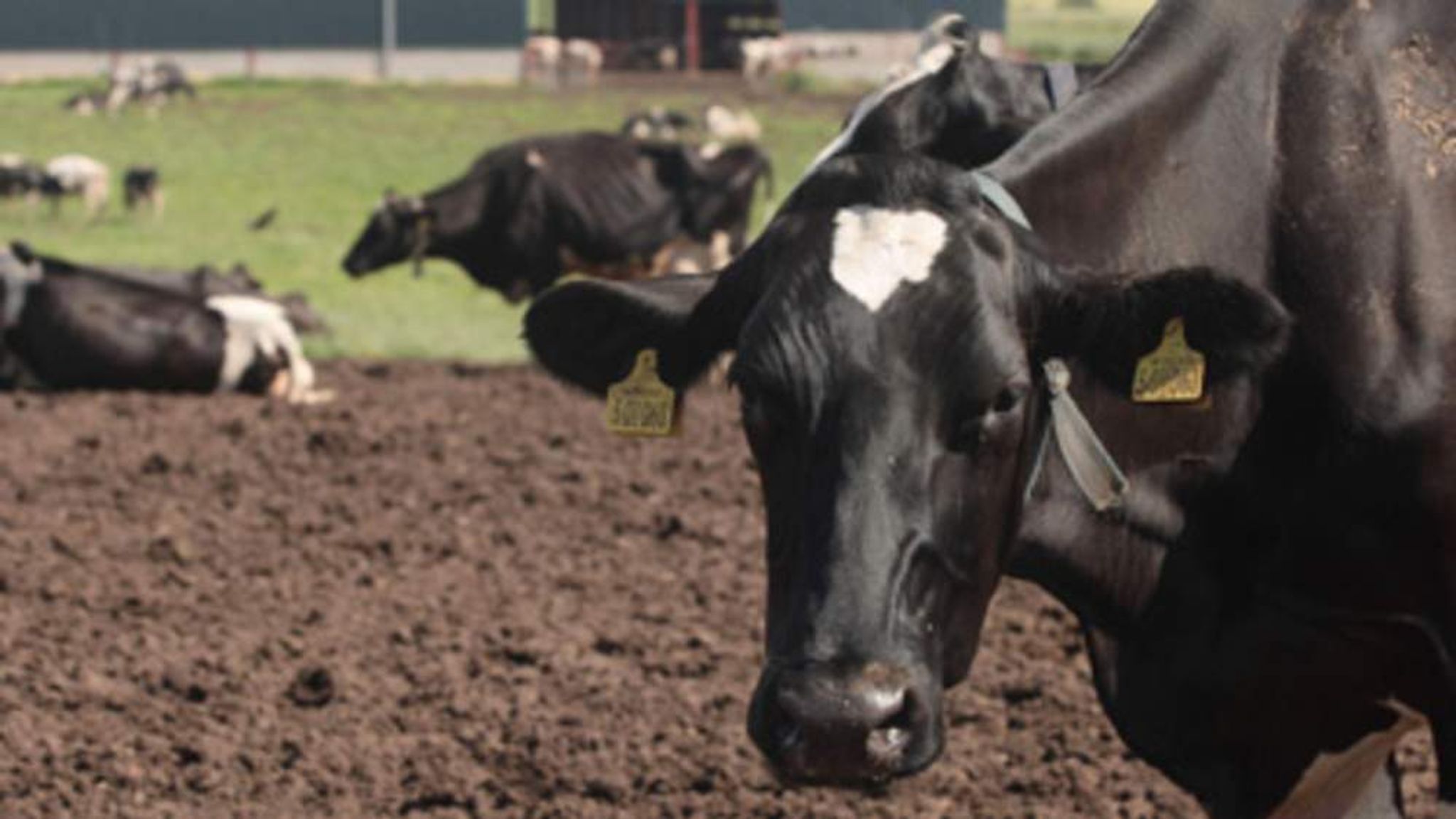 Cloned Cattle Meat And Milk 'Is Safe To Eat' | UK News | Sky News