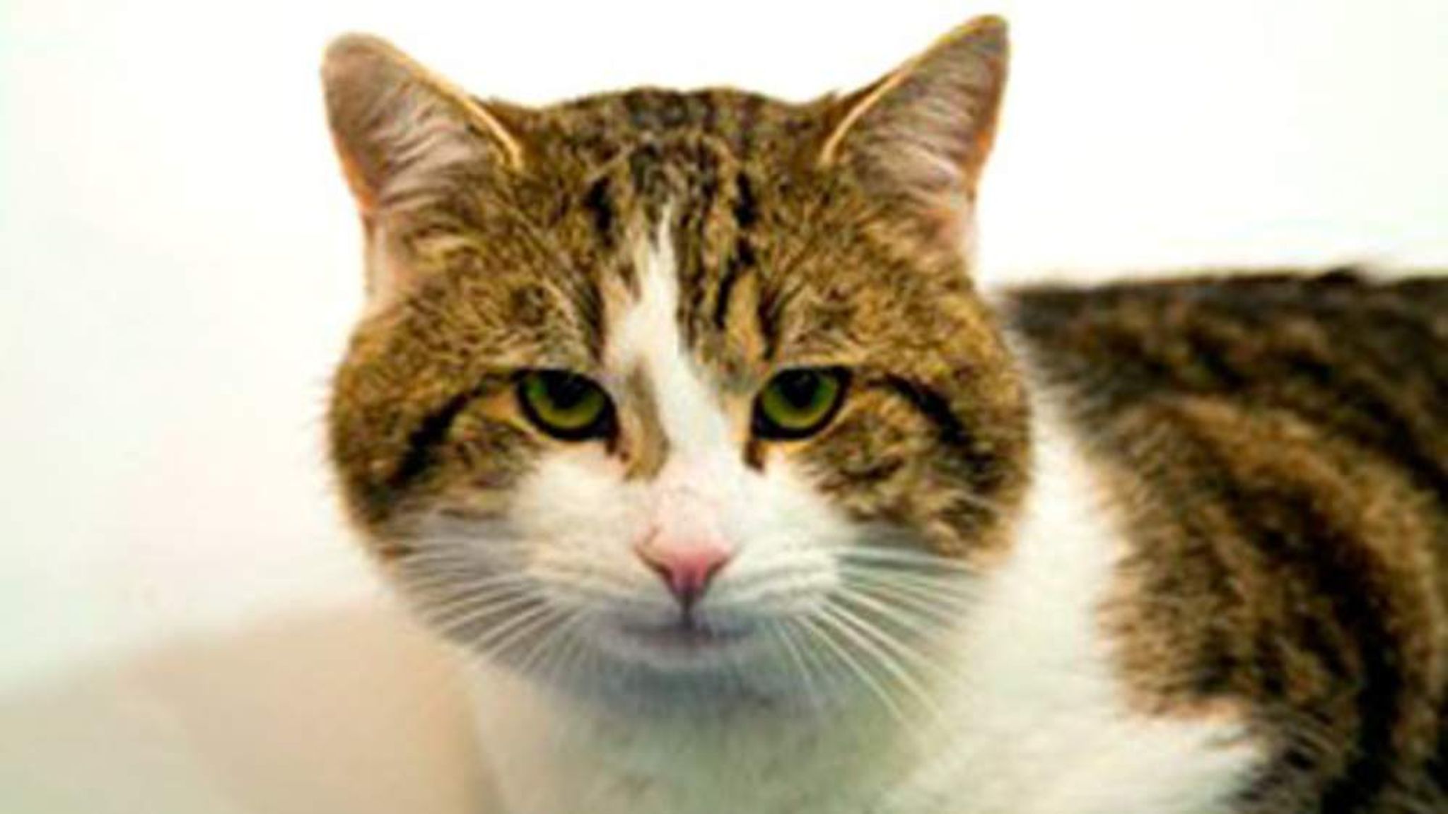 Larry The Cat 'Much-Loved', Cameron Insists | Politics News | Sky News