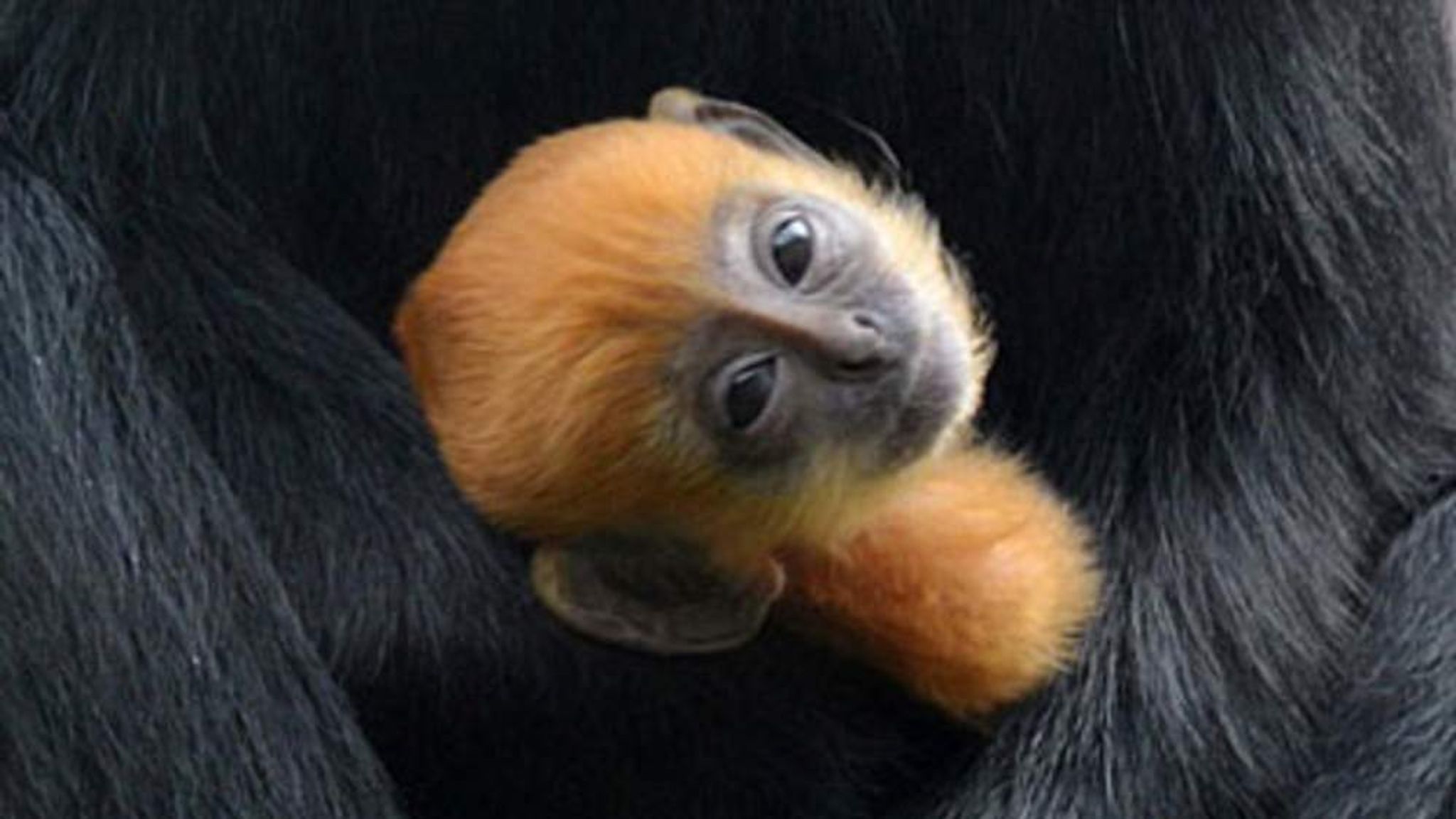 You've Been Tango'd! Rare Ginger Monkey Born | Scoop News | Sky News