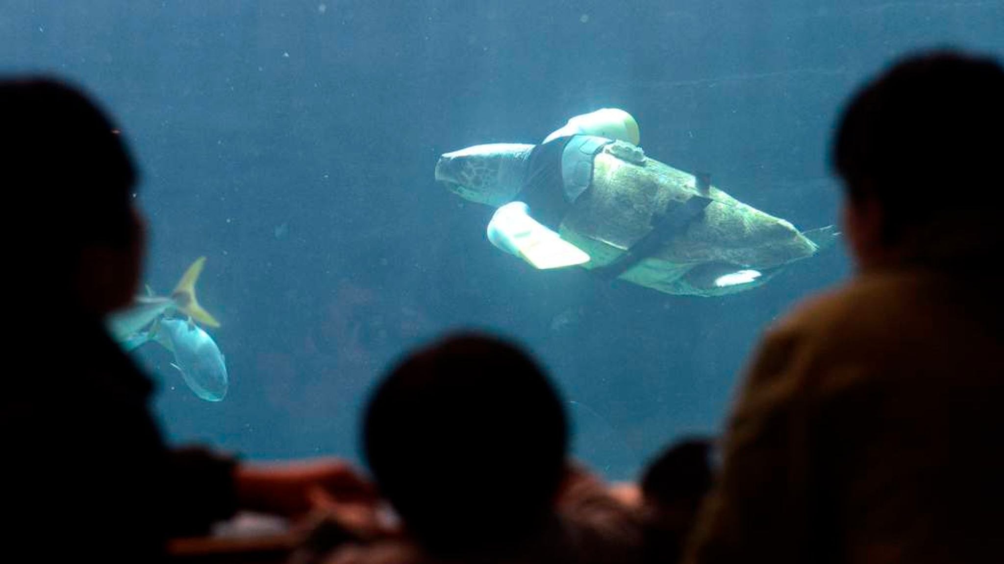 Disabled Turtle Yu Given Prosthetic Flippers | Scoop News | Sky News