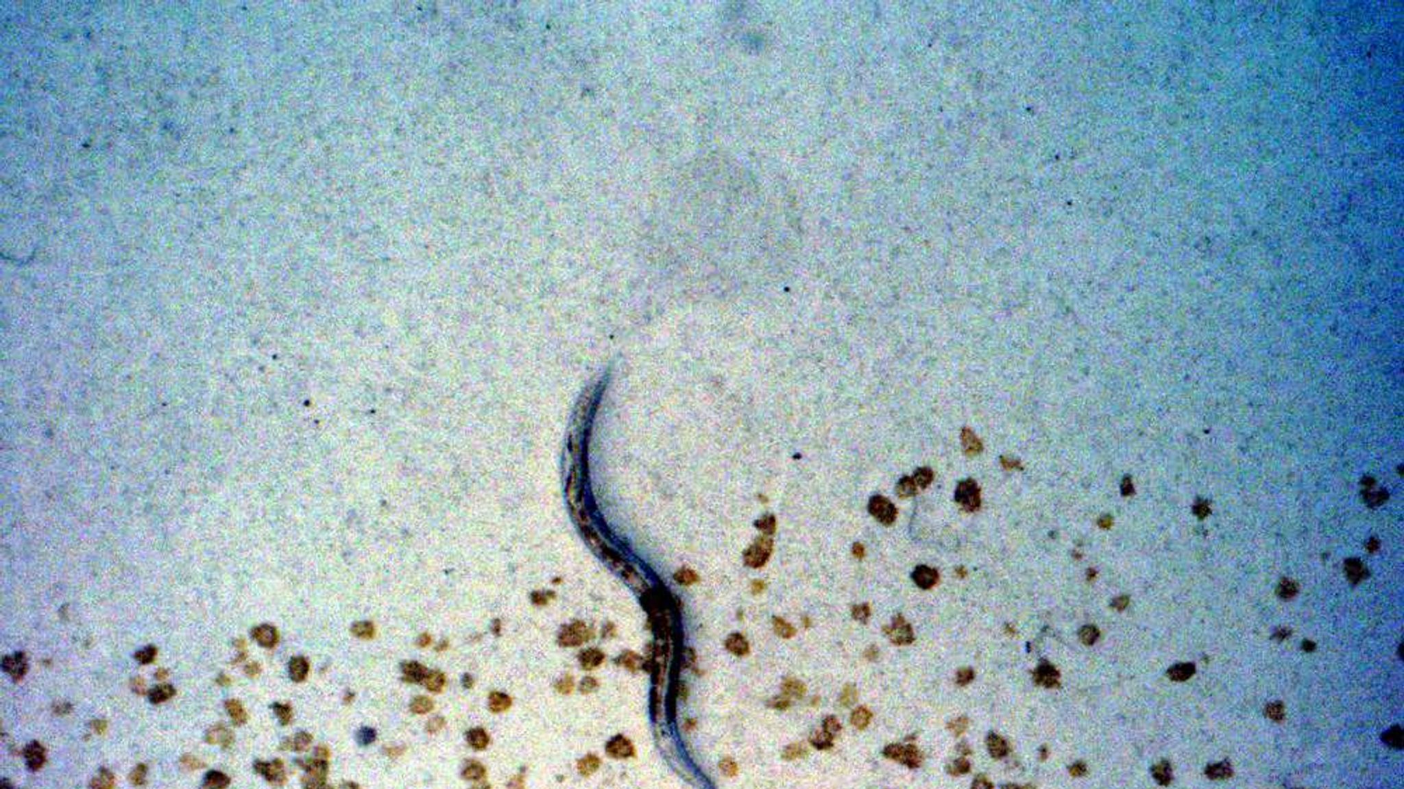 Mutant Worm Created That Can't Get Drunk | Science, Climate & Tech News ...