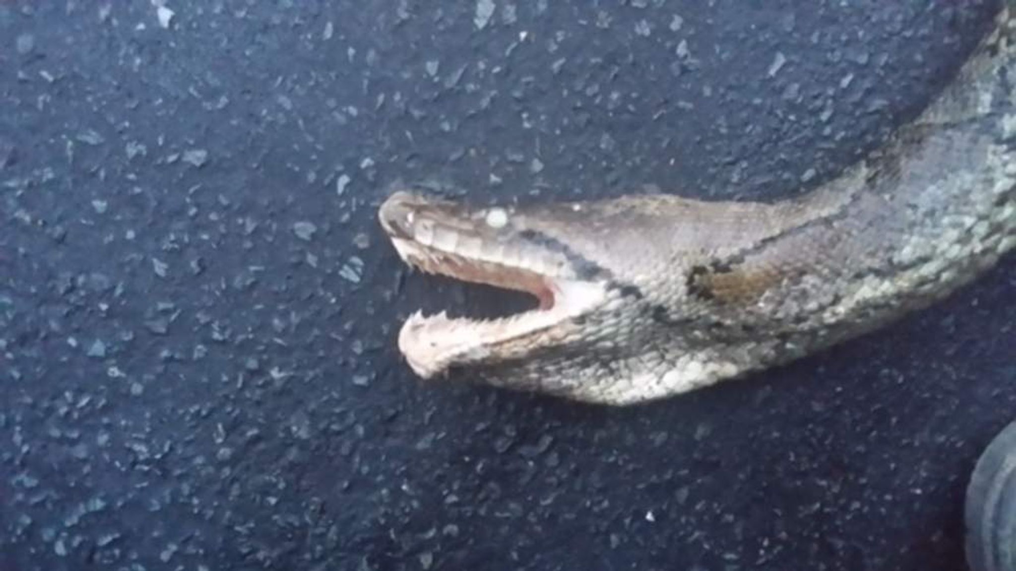 Mystery Of 16ft Python Found Dead In Canal | UK News | Sky News