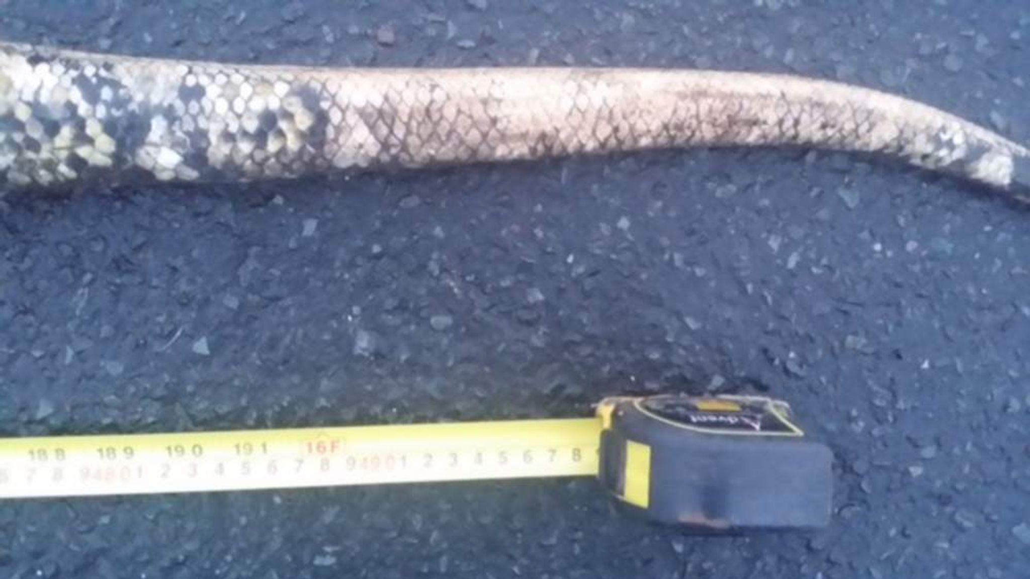 Mystery Of 16ft Python Found Dead In Canal | UK News | Sky News