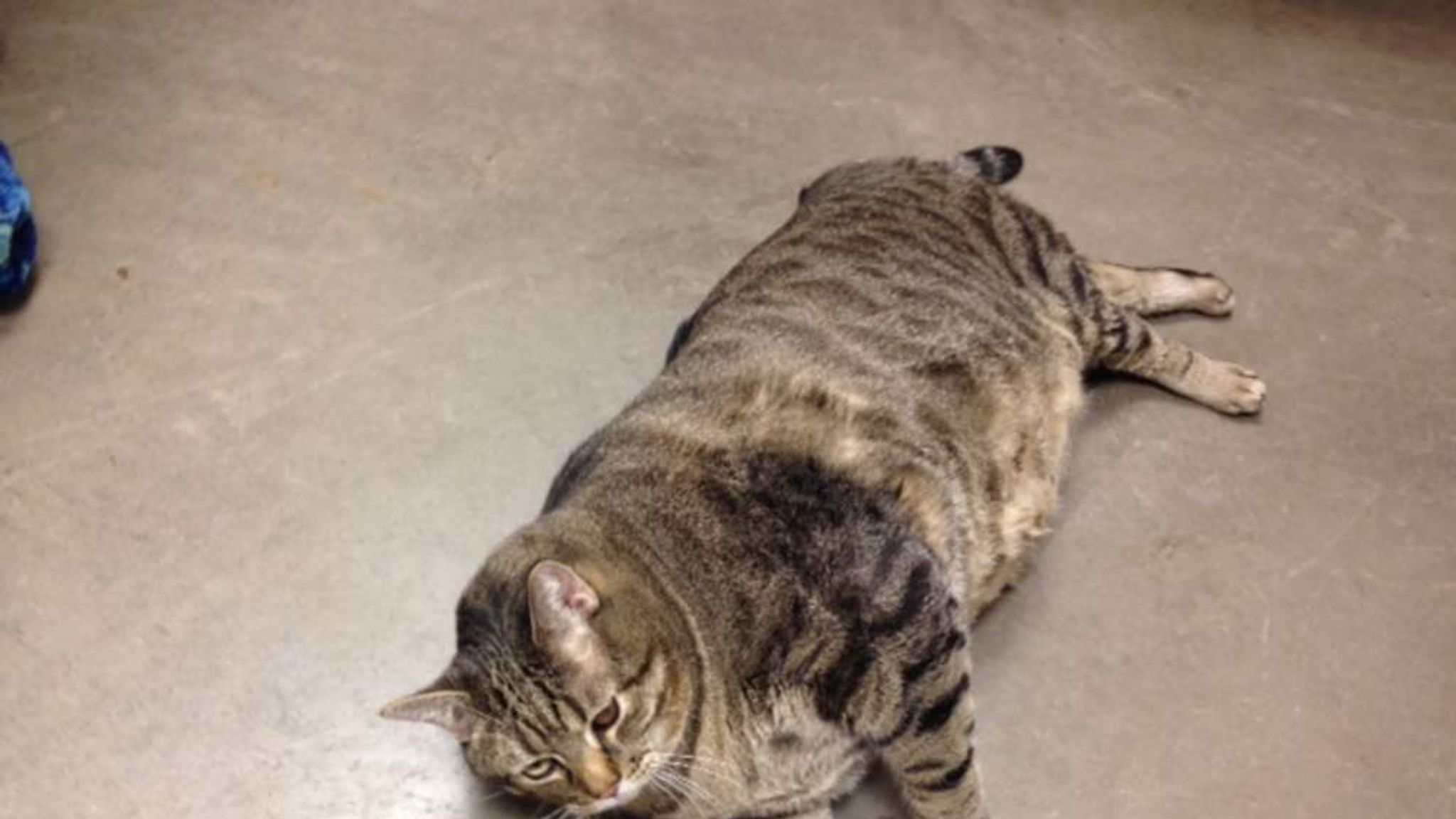Monster Moggie: Diet For The Too-Fat Cat | US News | Sky News