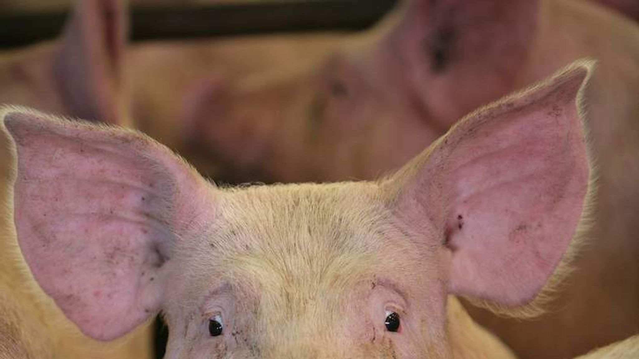 Food Prices To Soar After Mass Animal Slaughter | Money News | Sky News