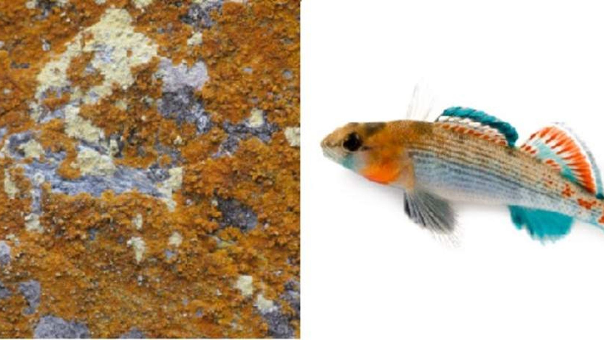 Obamadon: Dinosaur Named After US President | US News | Sky News