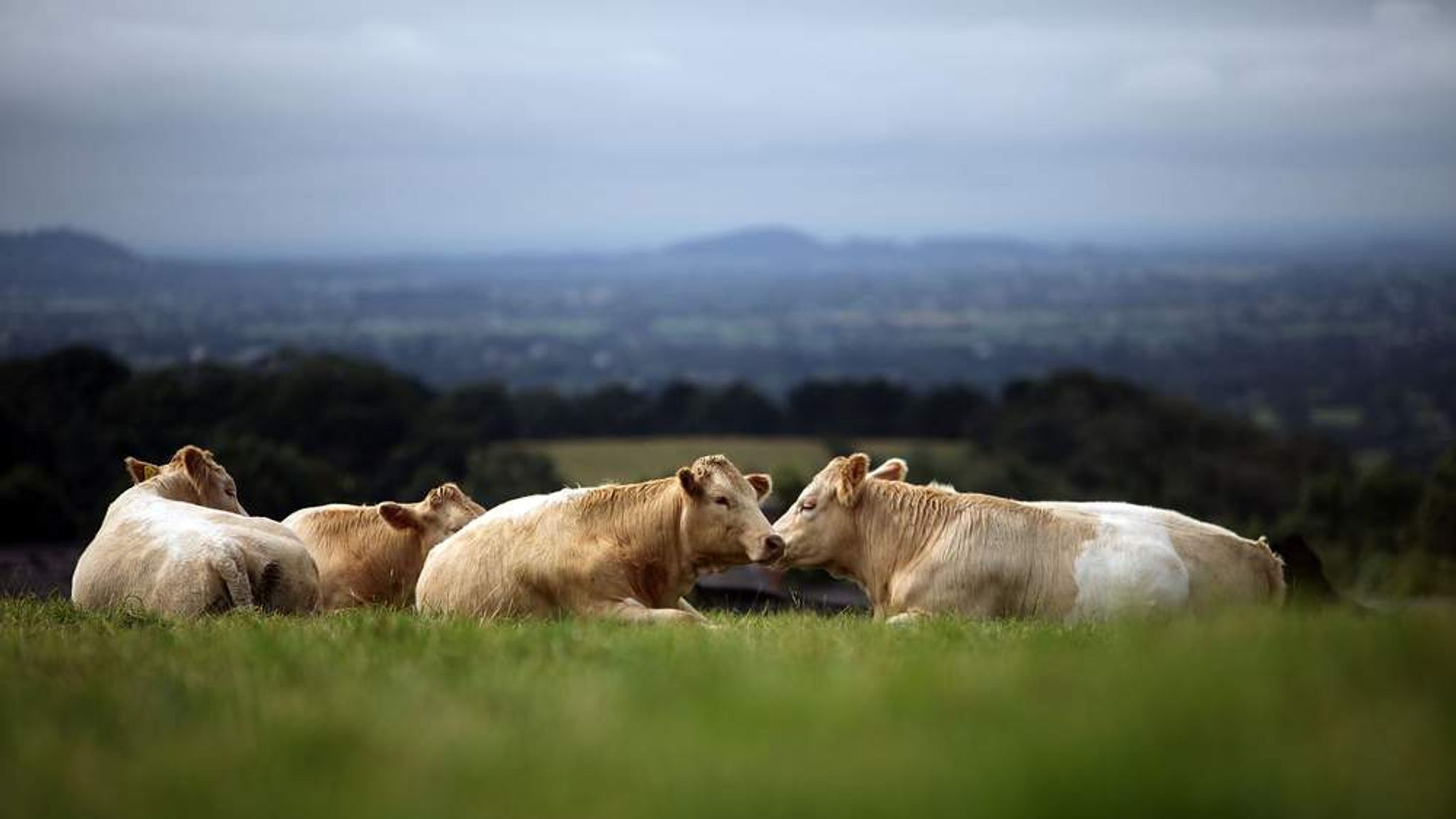 Fat Cows Must Go On Diet, Farmers Warned | UK News | Sky News