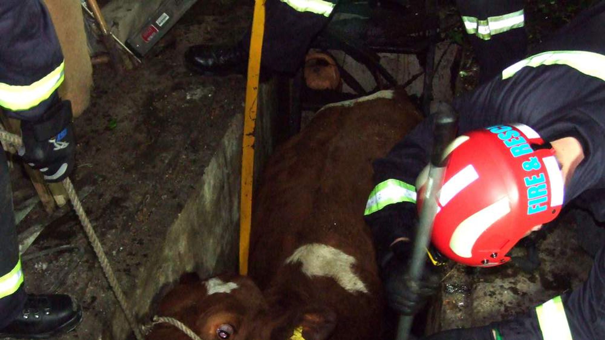 Crash Cow: Animal In Garage Roof Plunge | Scoop News | Sky News