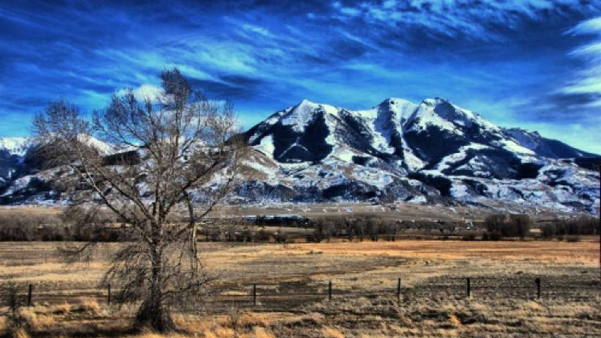 Wolf Shot Outside Yellowstone National Park | US News | Sky News