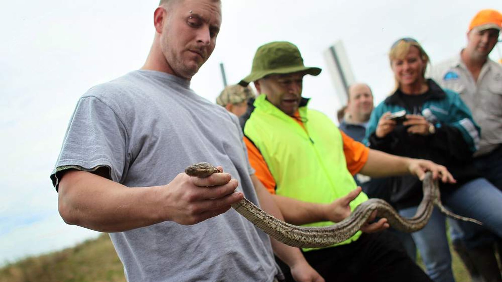 Biggest Burmese Python Ever Caught In Florida | US News | Sky News
