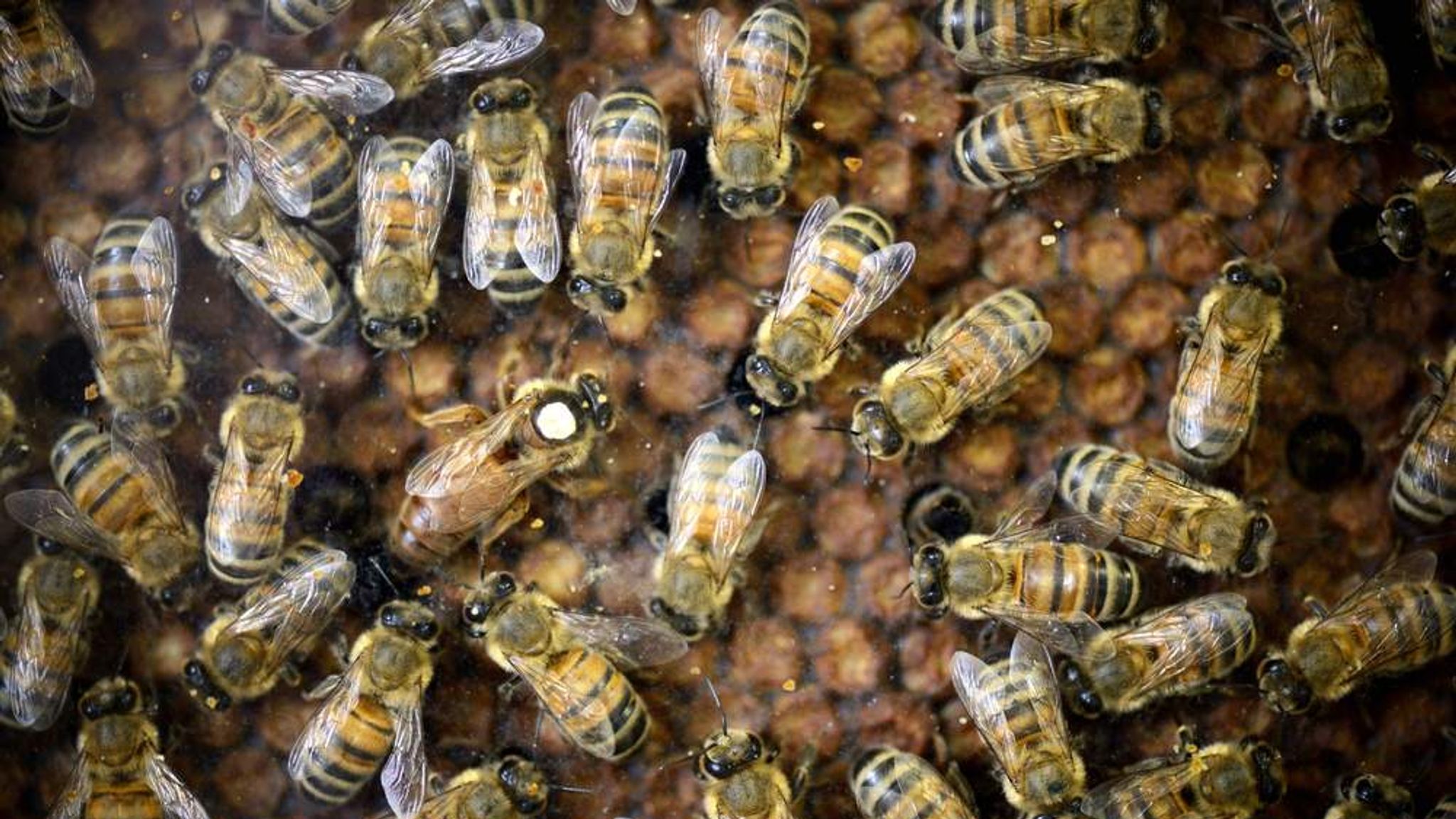 Swarm Of 800,000 Bees Kills Arizona Gardener | US News | Sky News